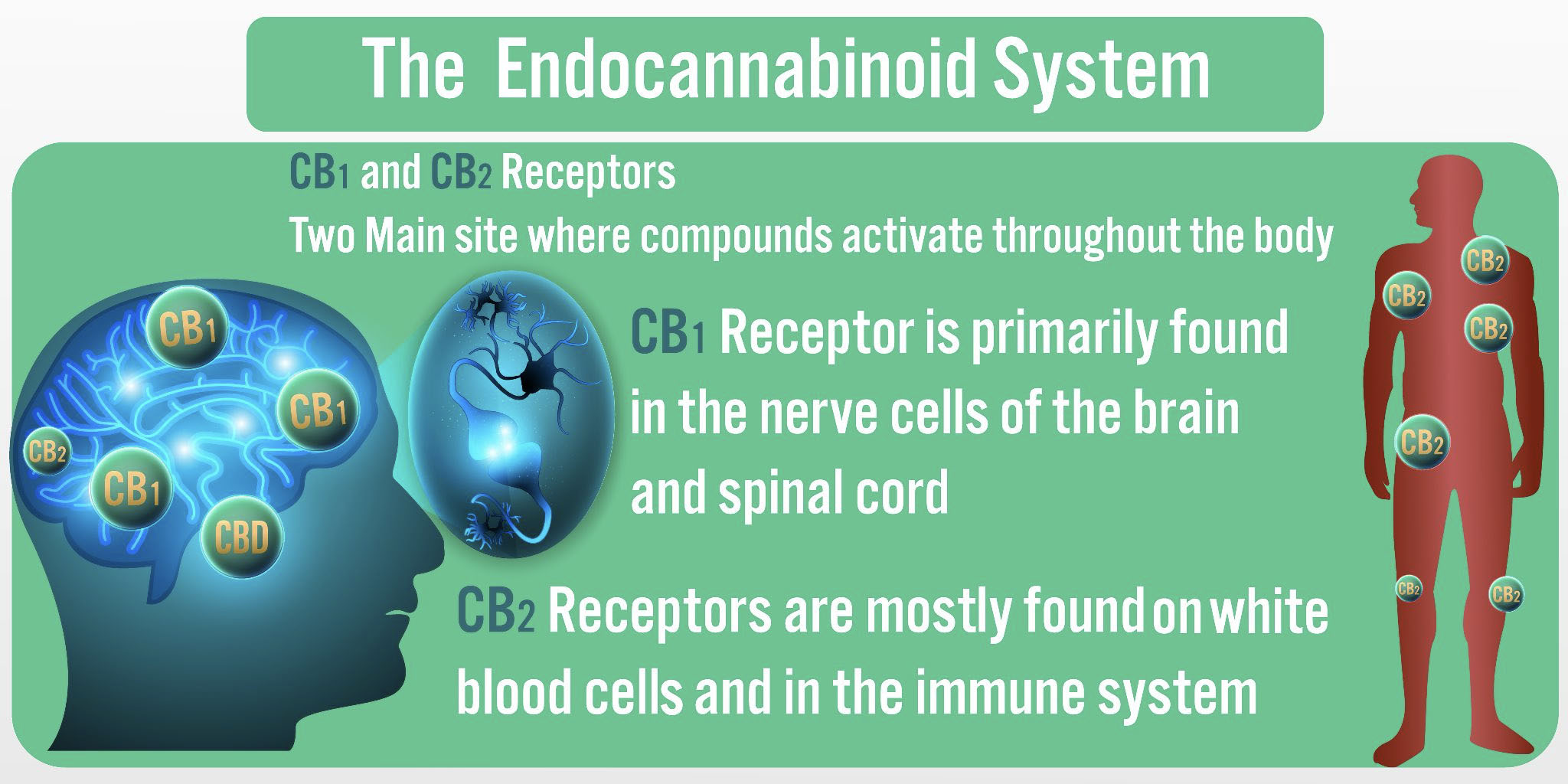 Notes on the “Endocannabinoid System” - Green Coast Radio